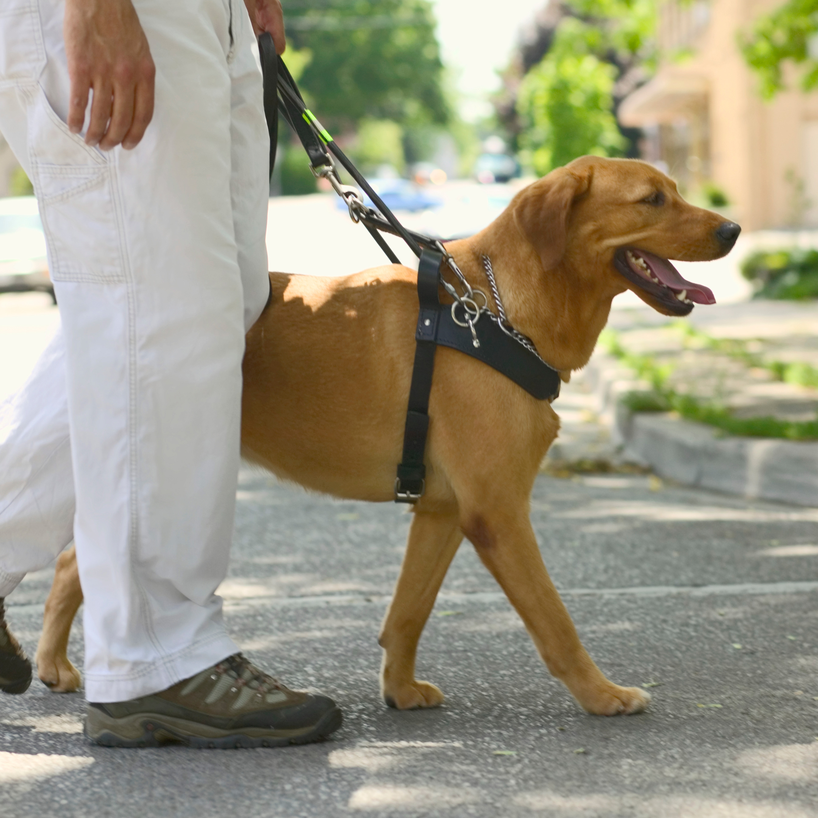 Can Churches Bar Service Animals? | Church Law & Tax